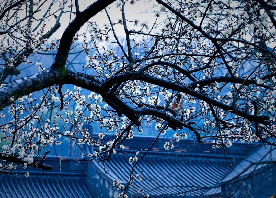 纪念正月初九 沩山灵祐禅师圆寂日踢倒净瓶机独迈 夺来山子道弘开